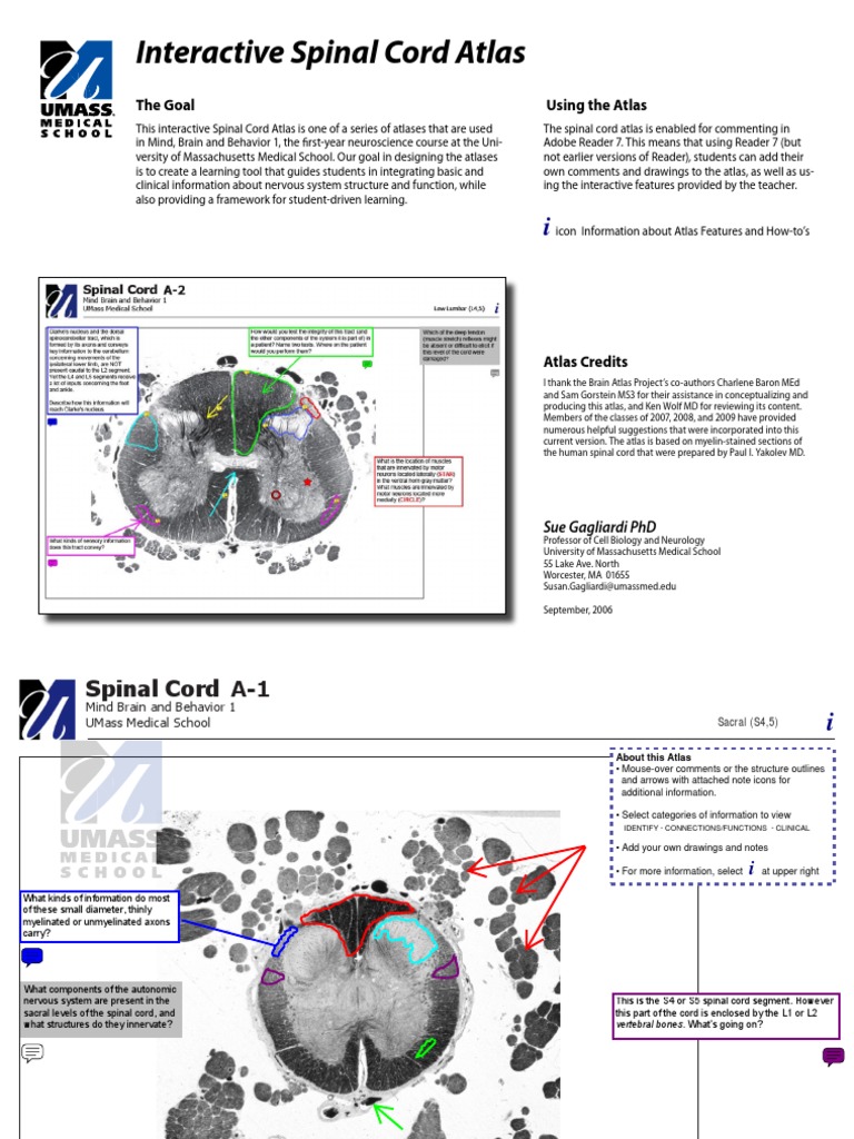 Interactive Spinal Cord Atlas: Using The Atlas The Goal | Download Free PDF | Spinal Cord ...