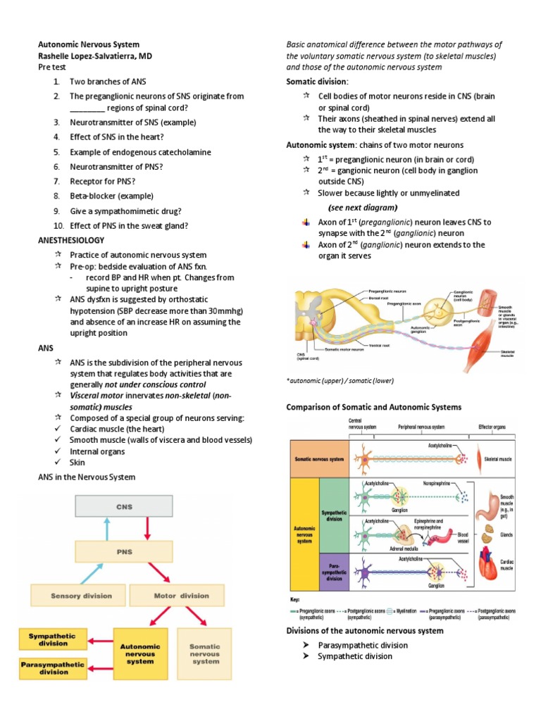 (See Next Diagram) : Autonomic Nervous System Rashelle Lopez ...