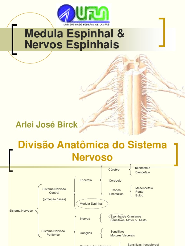 Anatomia da Medula Espinhal e Nervos | PDF | Nervo | Medula espinhal