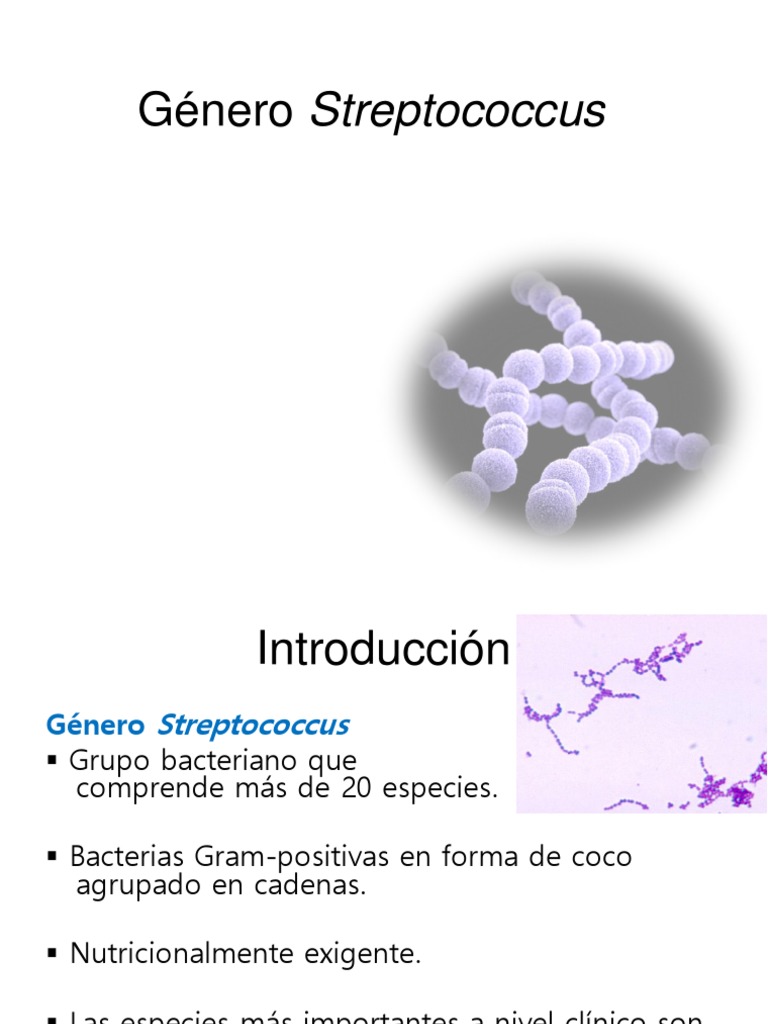 Streptococcus | Estreptococo | Microorganismo