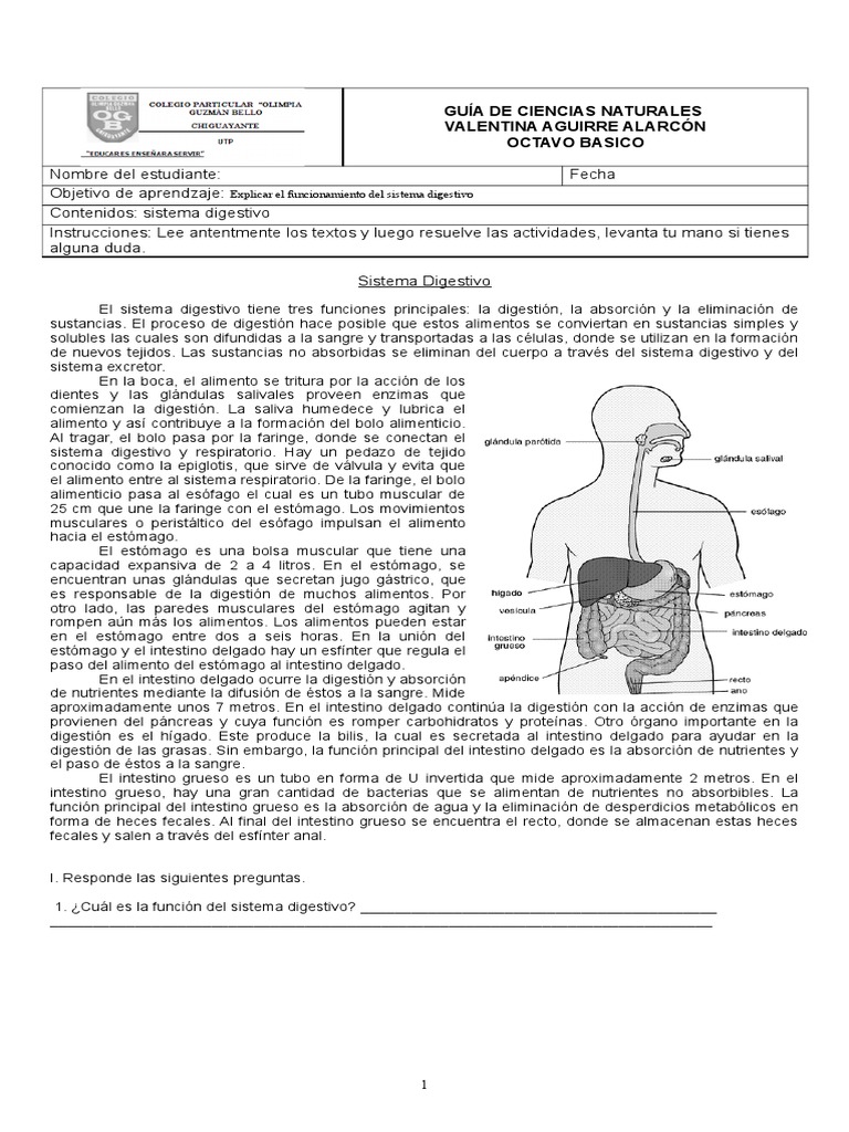 Guía del Sistema Digestivo para 8° Básico | PDF | Sistema digestivo ...