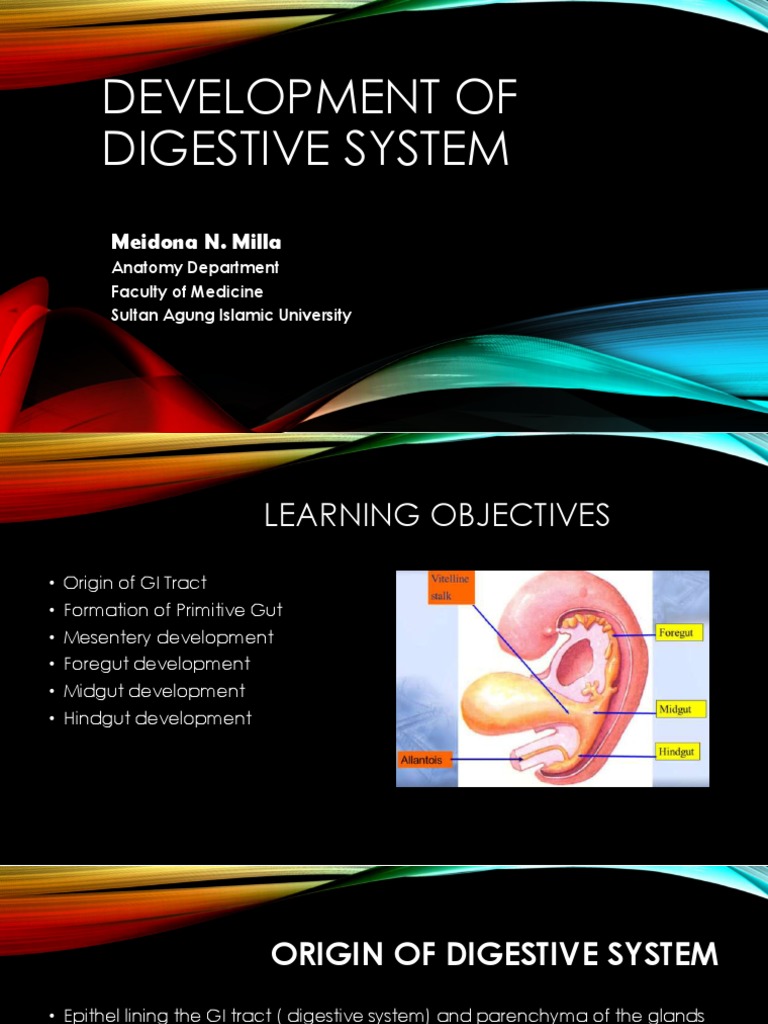 Dr. Meidona - Development of Gastrointestinal System PDF | PDF ...
