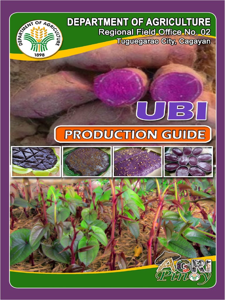 Ube Production Guide | PDF | Mulch | Fertilizer