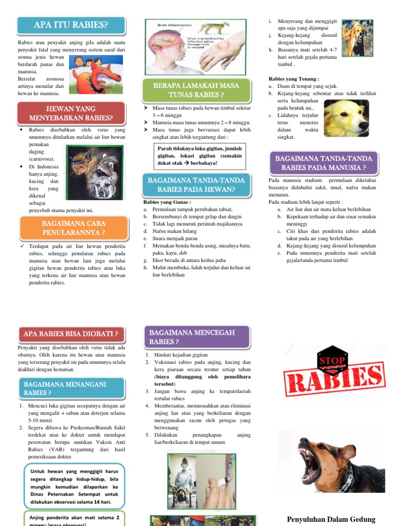 Leaflet Rabies | PDF