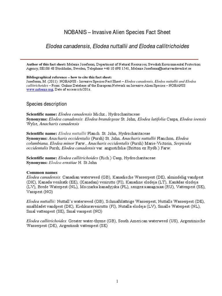 Elodea Canadensis, Elodea Nuttallii and Elodea Callitrichoides | PDF ...