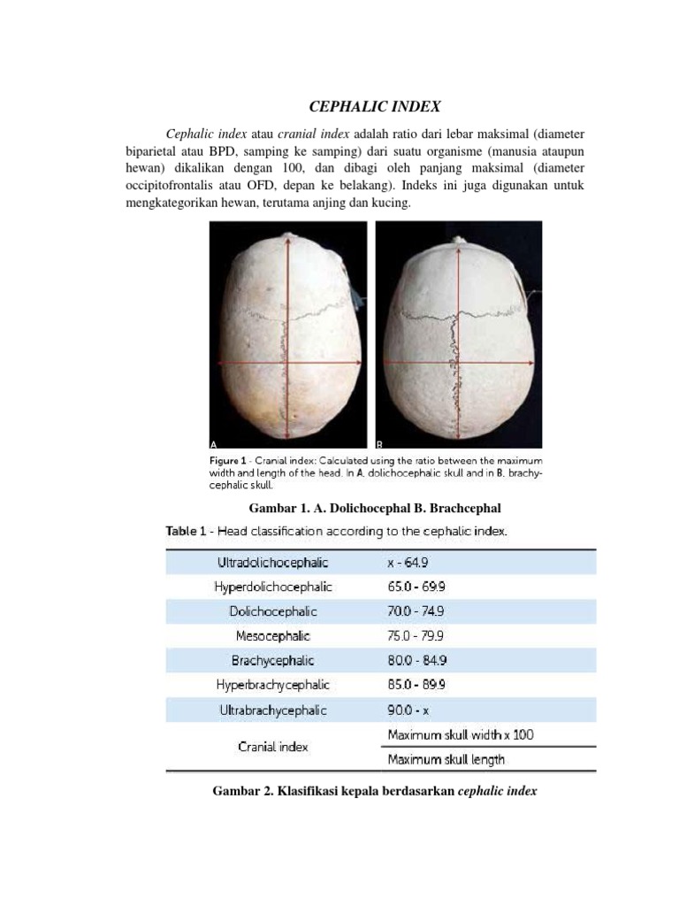Cephalic Index | PDF