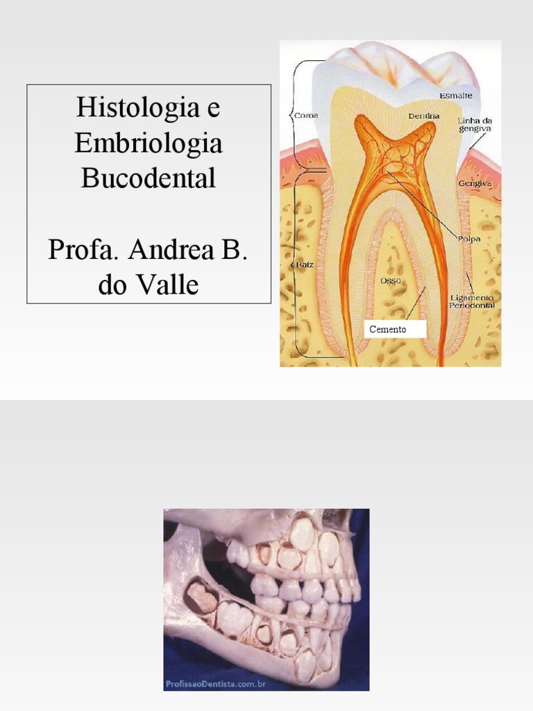 Odontogenese PDF | PDF | Dente | Áreas da odontologia