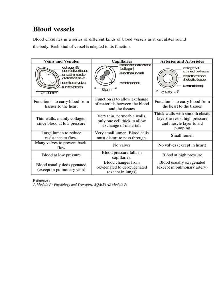 The Structure and Function of Blood Vessels: A Comparison of Veins ...