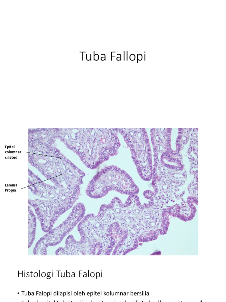 Struktur dan Fungsi Epitel Tuba Falopi | PDF