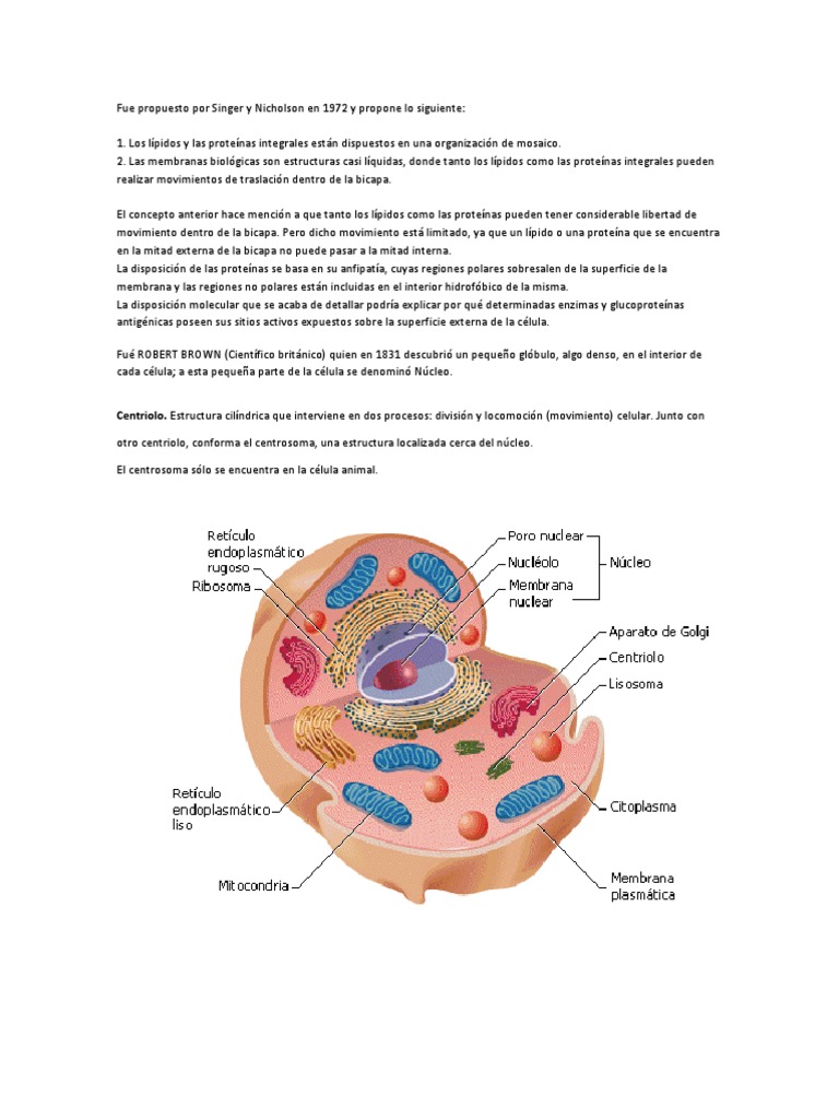 Fue Propuesto Por Singer y Nicholson en 1972 y Propone Lo Siguiente | PDF