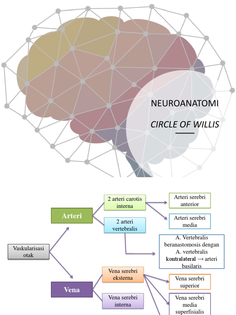 Sirkulus Willisi | PDF