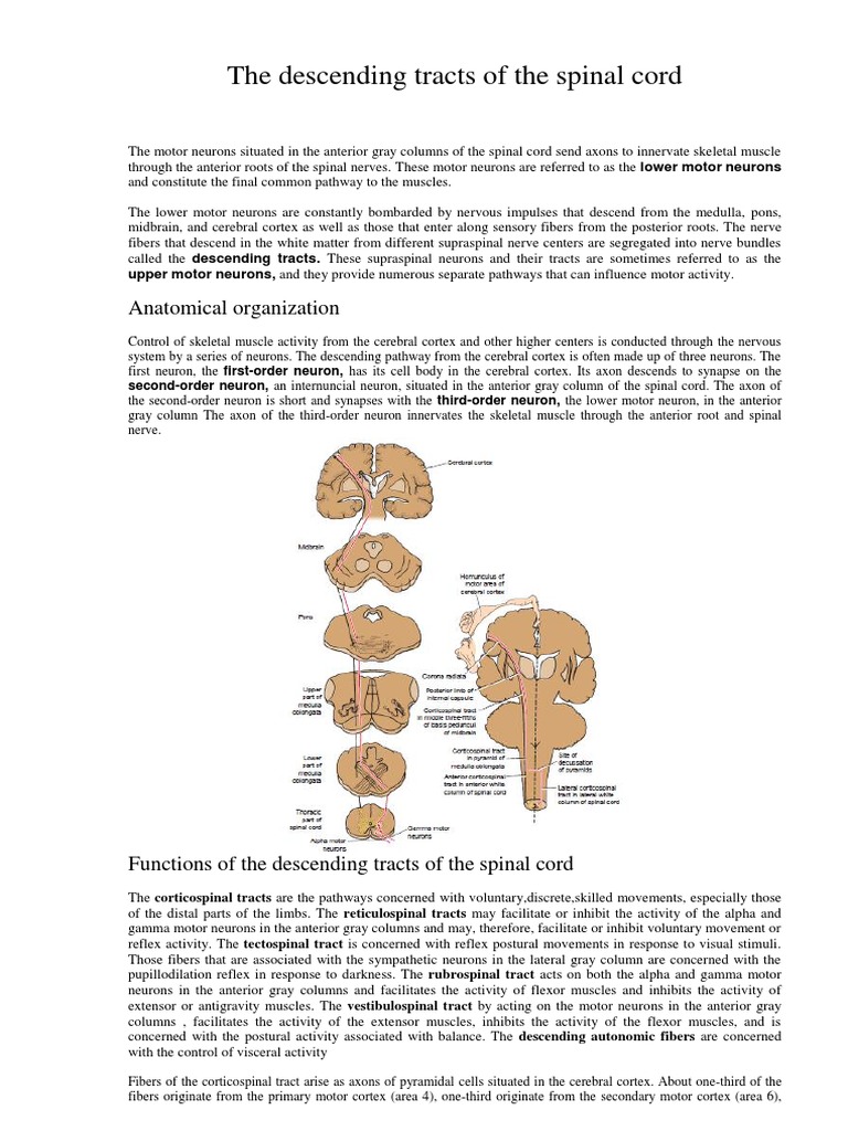The Descending Tracts of The Spinal Cord | PDF | Spinal Cord | Motor Neuron