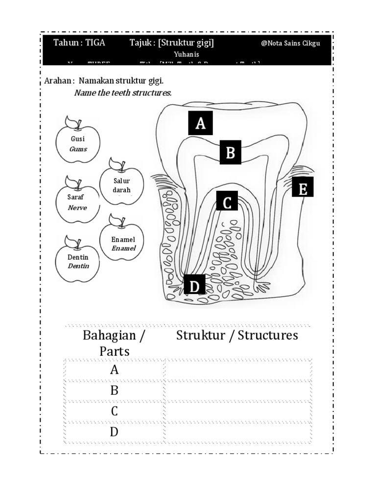 Worksheet Struktur Gigi | PDF