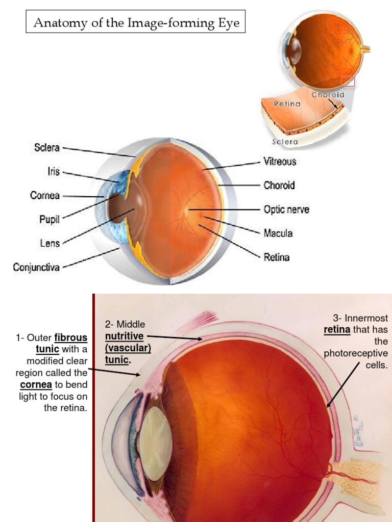 Anatomy of The Image-Forming Eye | PDF | Cornea | Eye