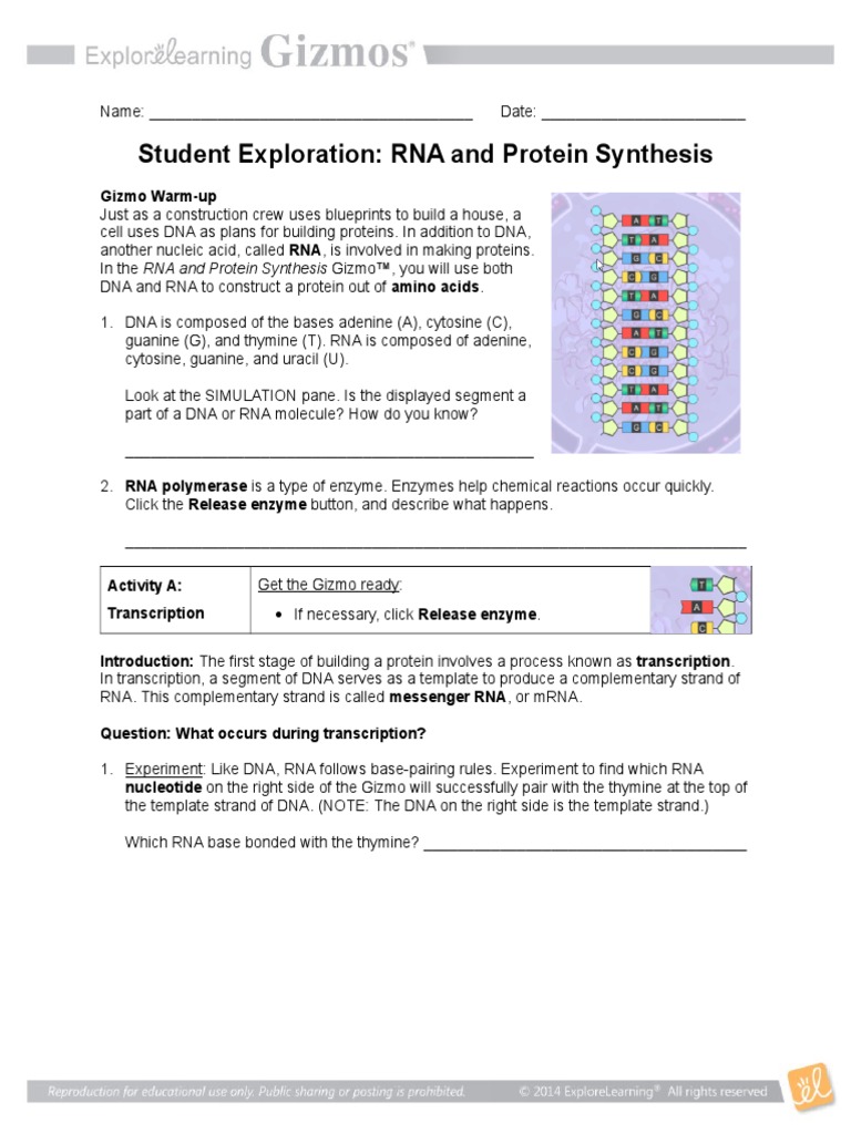 RNA Protein Synthesis Gizmo | PDF | Translation (Biology) | Rna