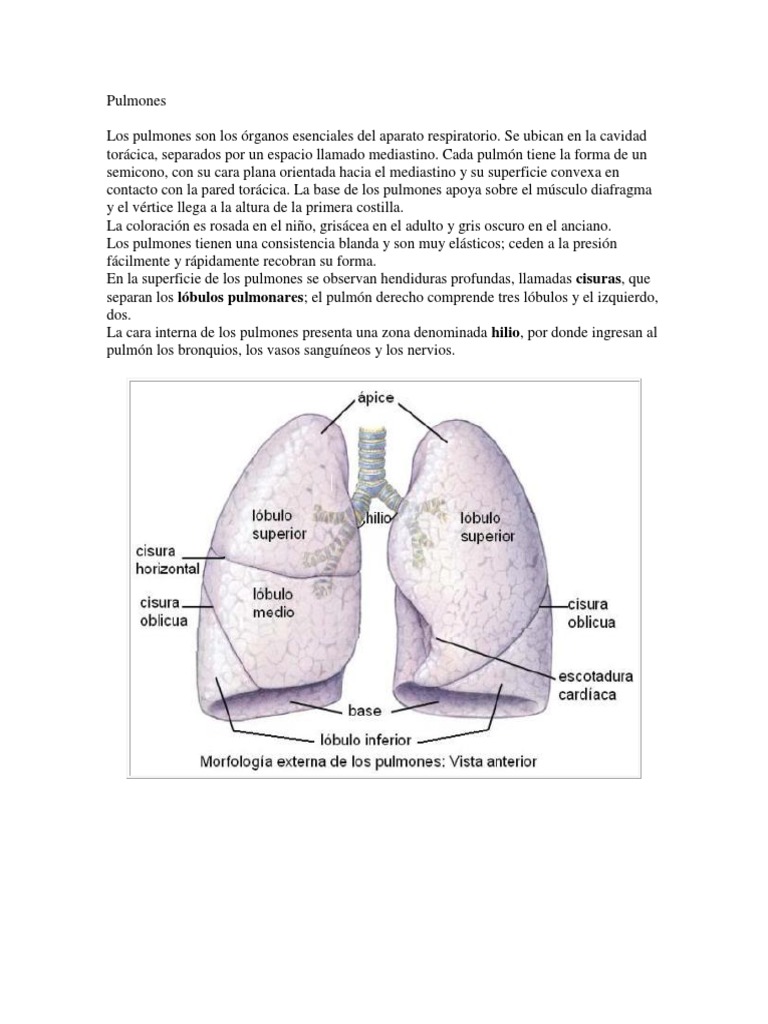 Pulmones | PDF | Pulmón | Sistema respiratorio