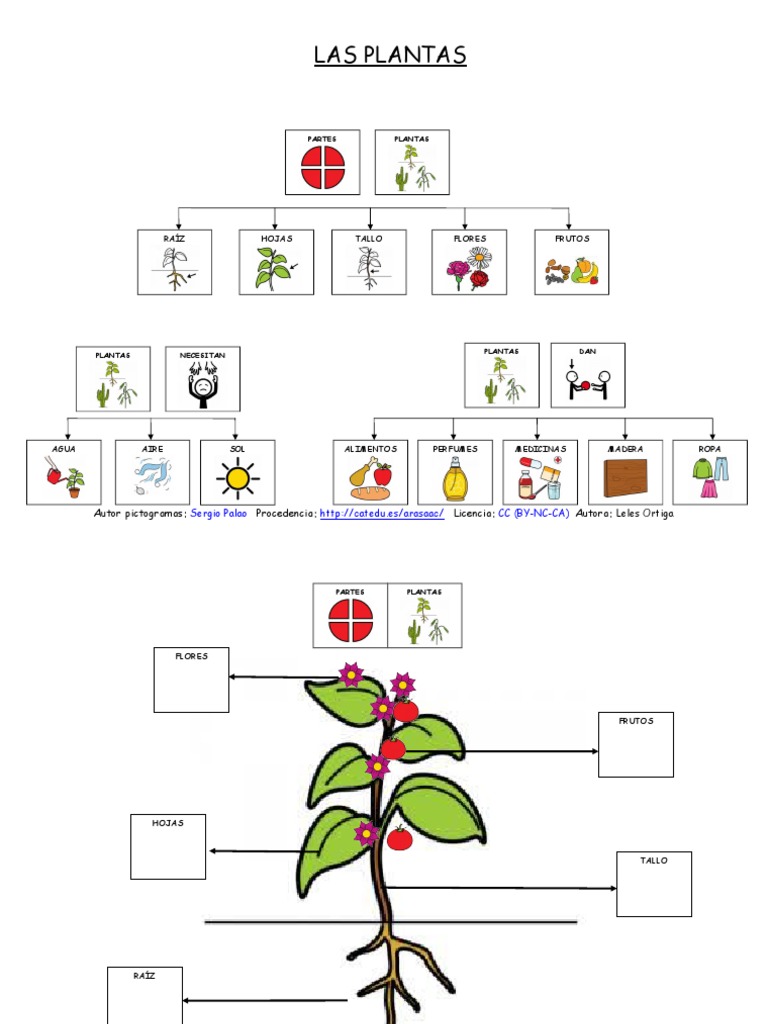 Partes Comestibles de La Planta PDF | PDF