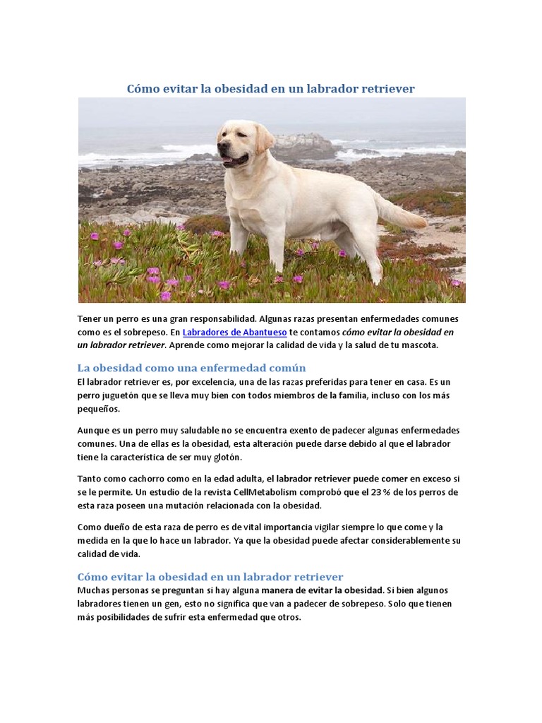 Cómo Evitar La Obesidad en Un Labrador Retriever | PDF | Labrador retriever | Obesidad