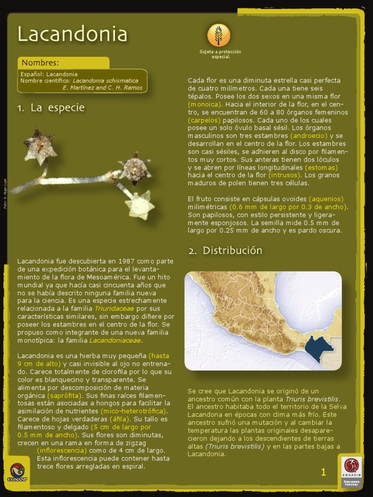 Lacandonia schismatica: Flora y Conservación | PDF | Flores | Evolución