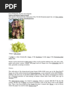 The Largest Bunch of Grapes | PDF | Vitis | Grape