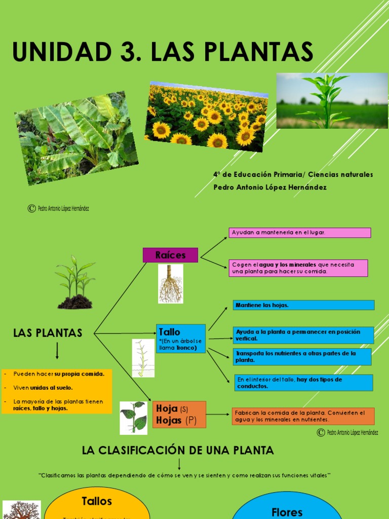 Unidad 3 Las Plantas | PDF | Flores | Tallo de la planta