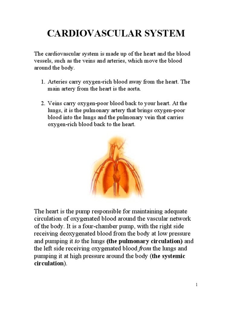 Cardiovascular System | PDF | Circulatory System | Artery