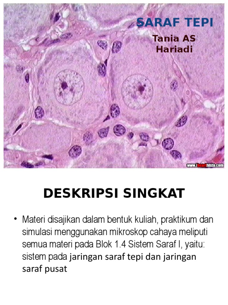 Susunan Saraf Tepi'15-7 | PDF