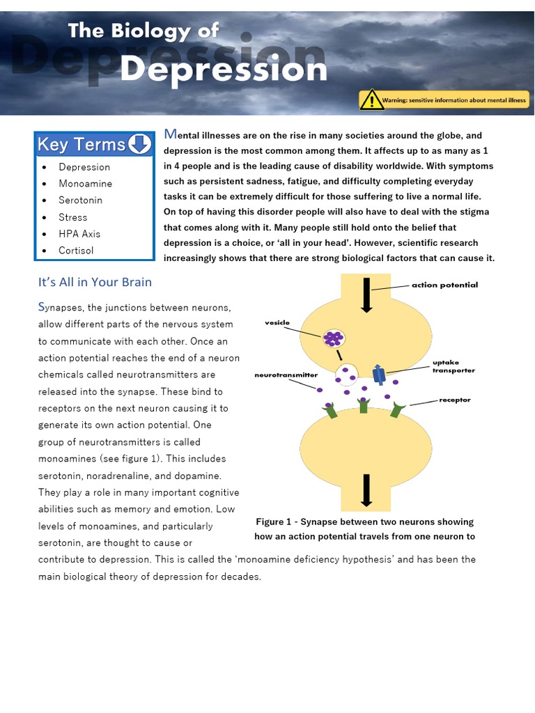 Biology of Depression | PDF | Adrenocorticotropic Hormone ...