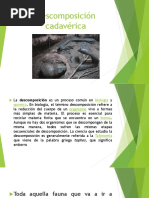 Fase Cromatica, Enfisematosa, Licuefactiva, Esqueletización y ...