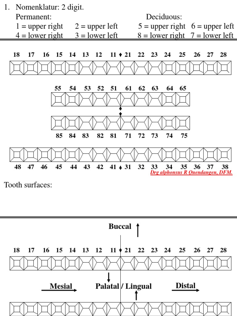 Odontogram 2 | PDF | Anatomical Terms Of Location | Facial Features