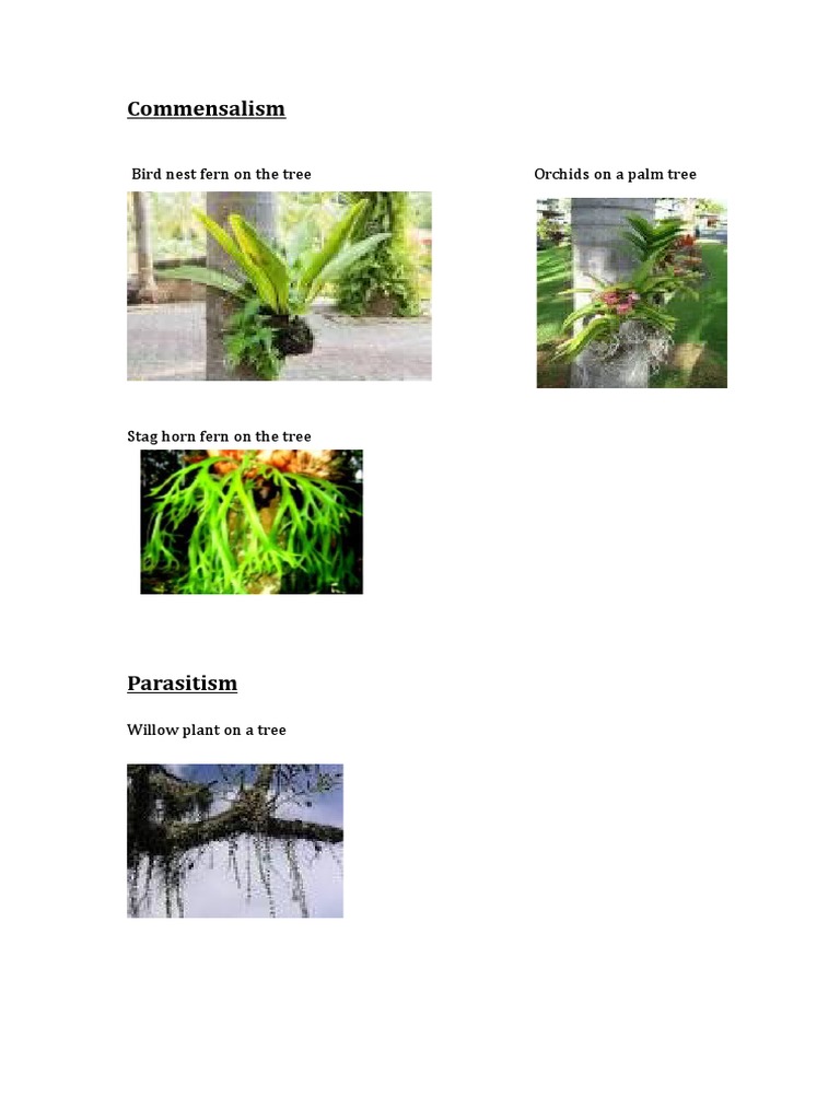 Symbiosis On Plants | PDF