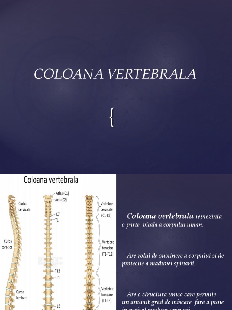Coloana Vertebrala | PDF