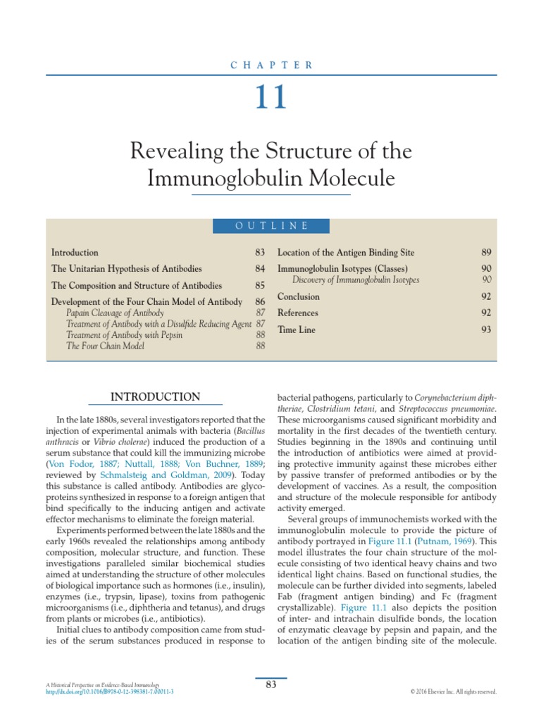 Revealing The Structure of The Immunoglobulin Molecule | PDF | Antibody | Complement System