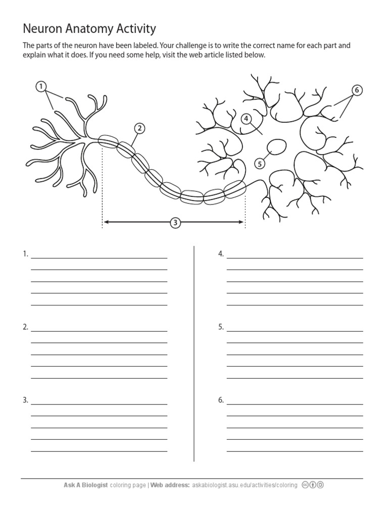 Aab Neuron Anatomy Activity 0 PDF | PDF | Science & Mathematics