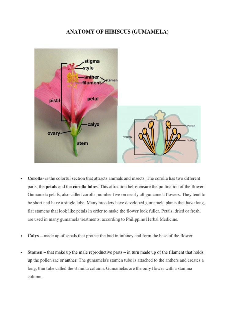 Anatomy | PDF | Science & Mathematics