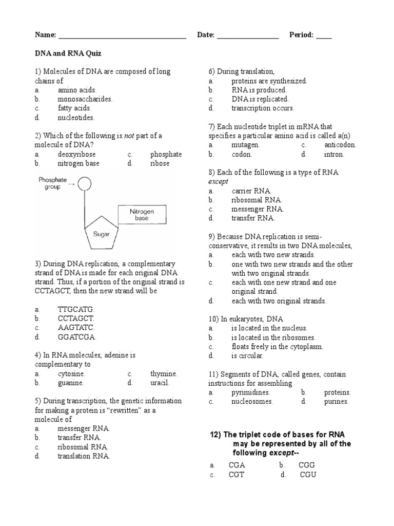 DNA and RNA Quiz | PDF | Rna | Messenger Rna