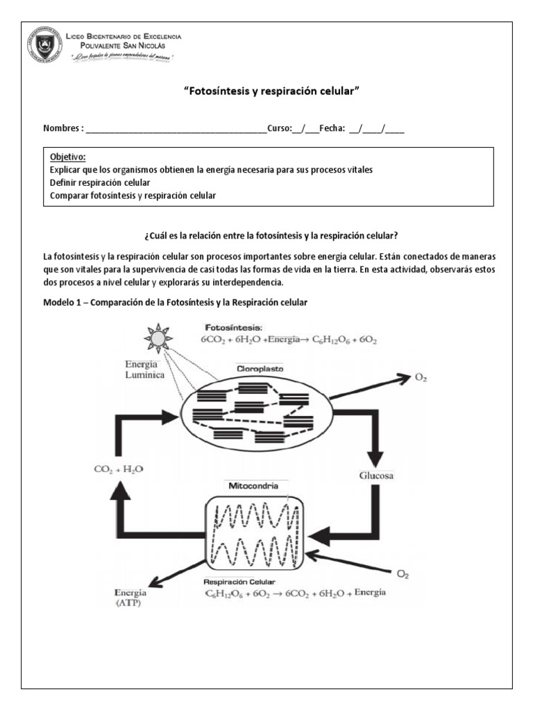 Relación entre Fotosíntesis y Respiración | PDF | Fotosíntesis | Plantas