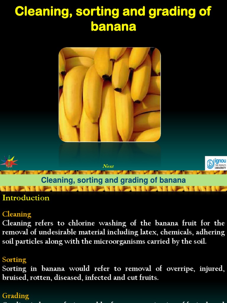 Cleaning, Sorting and Grading of Banana | PDF | Banana | Fruit