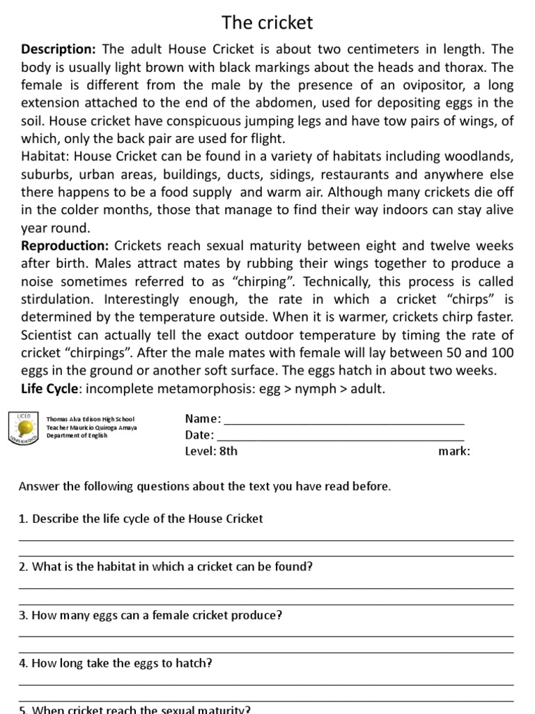 The Cricket Reading Comprehension | PDF | Insects | Organisms