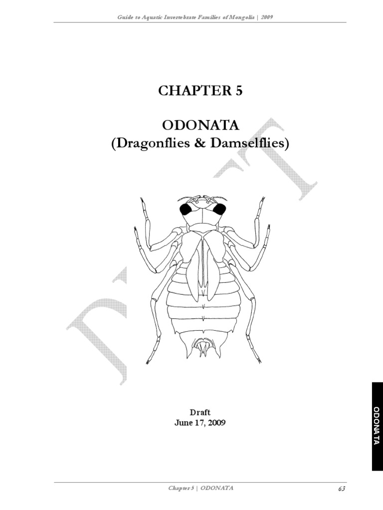 Odonata (Dragonflies & Damselflies) : Guide To Aquatic Invertebrate ...
