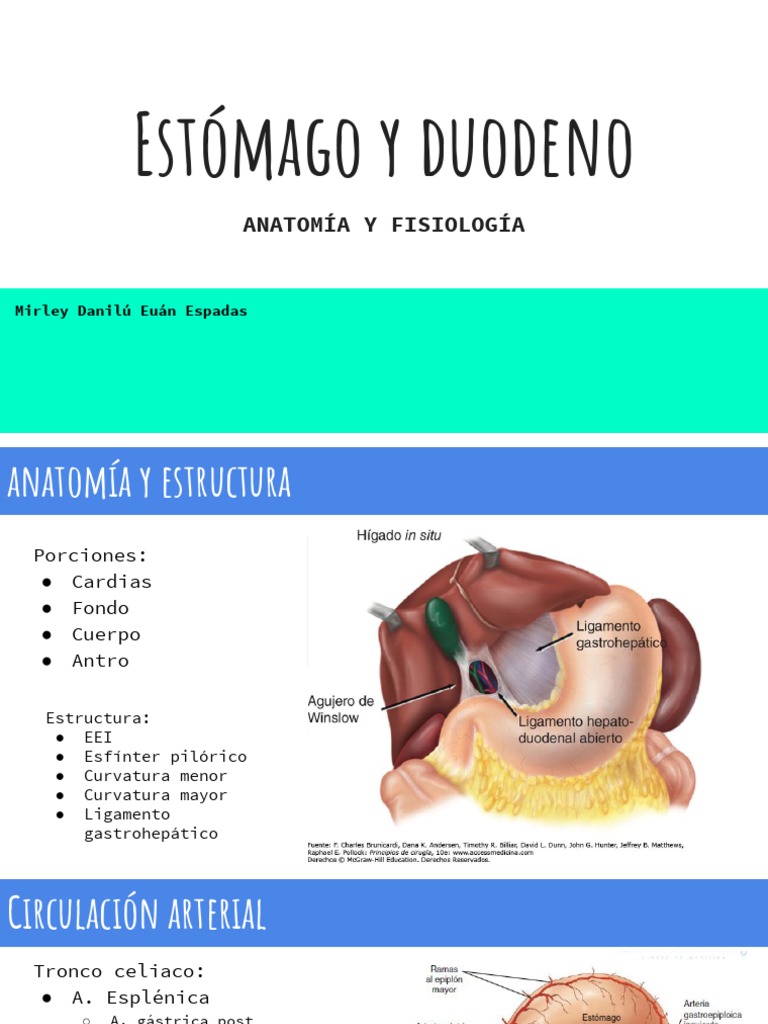 Cirugia - Estomago y Duodeno | PDF | Estómago | Sistema digestivo