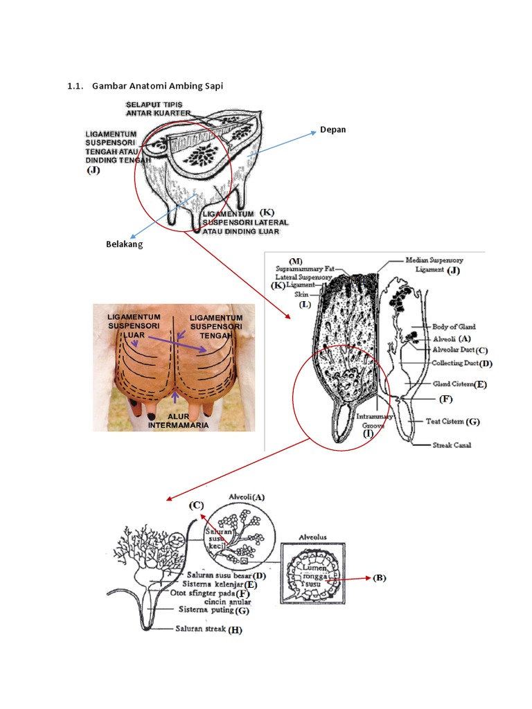 Gambar Anatomi Ambing Sapi | PDF