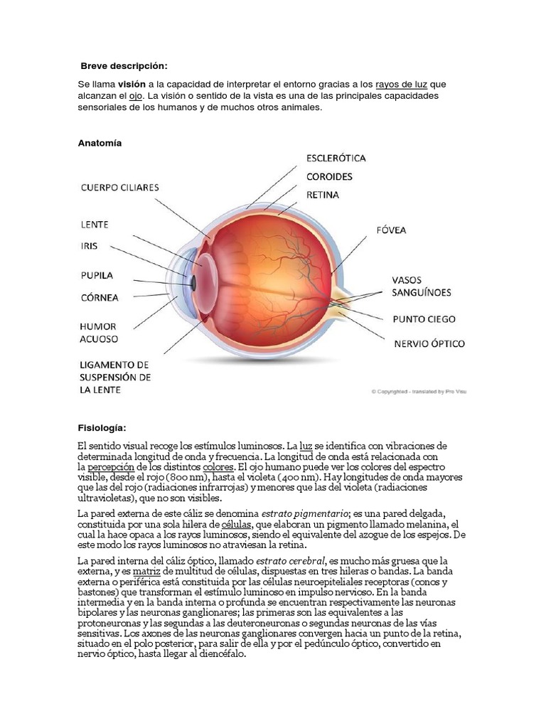 Anatomía y Función del Ojo Humano | PDF | Ojo humano | Percepción visual