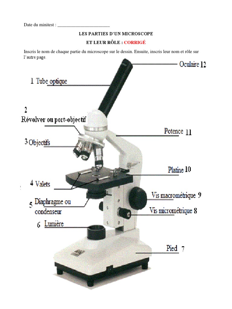Feuille De Travail Sur Les Parties D'un Microscope Microscope IScope