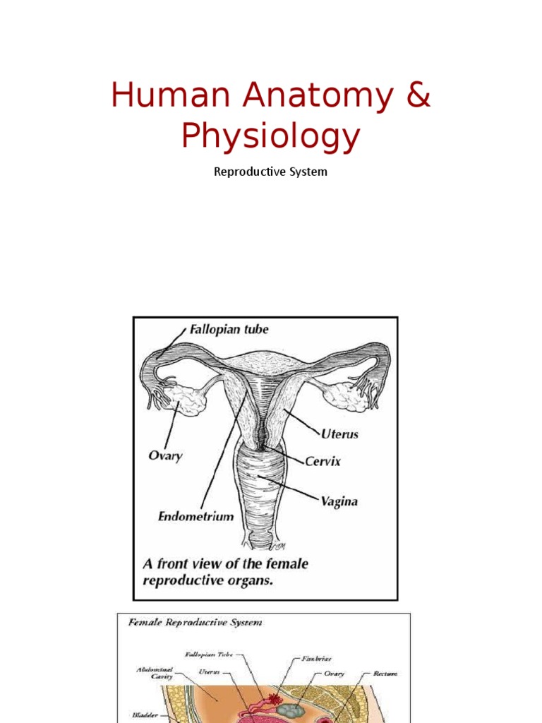 Human Anatomy & Physiology: Reproductive System | PDF