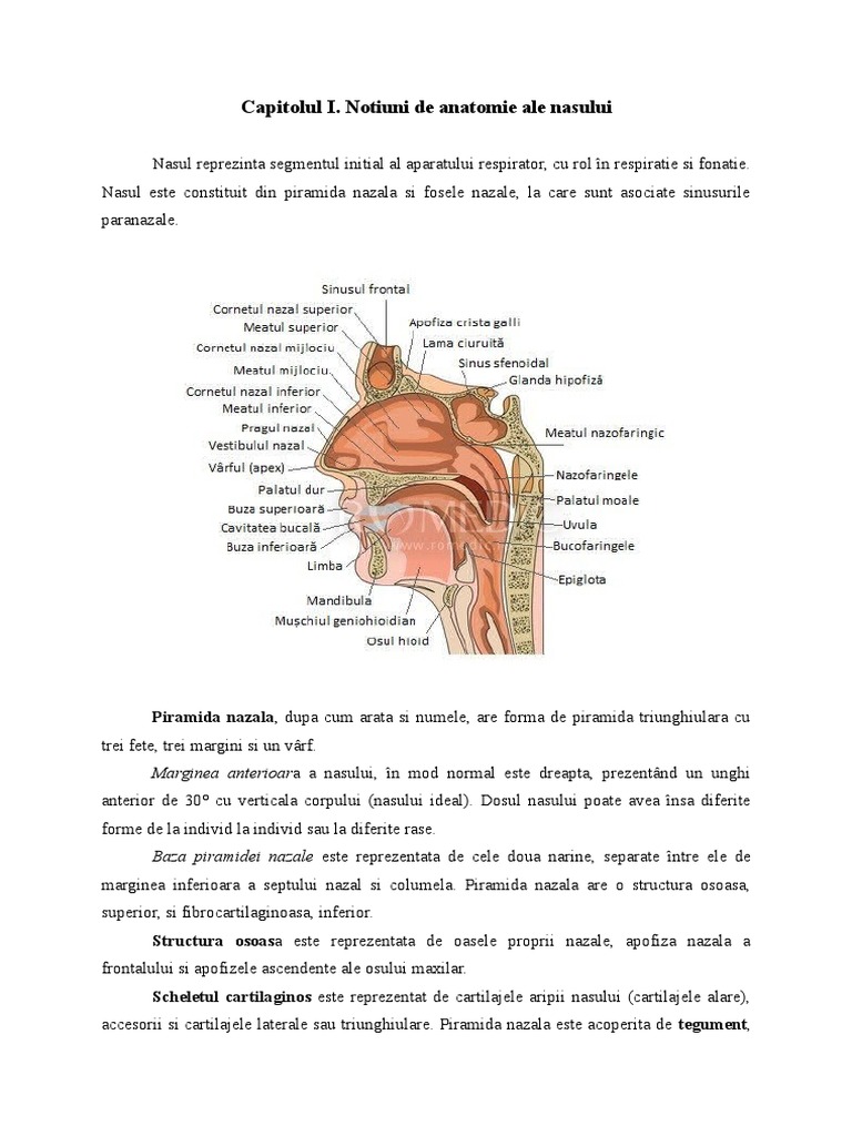 Anatomia Nasului | PDF
