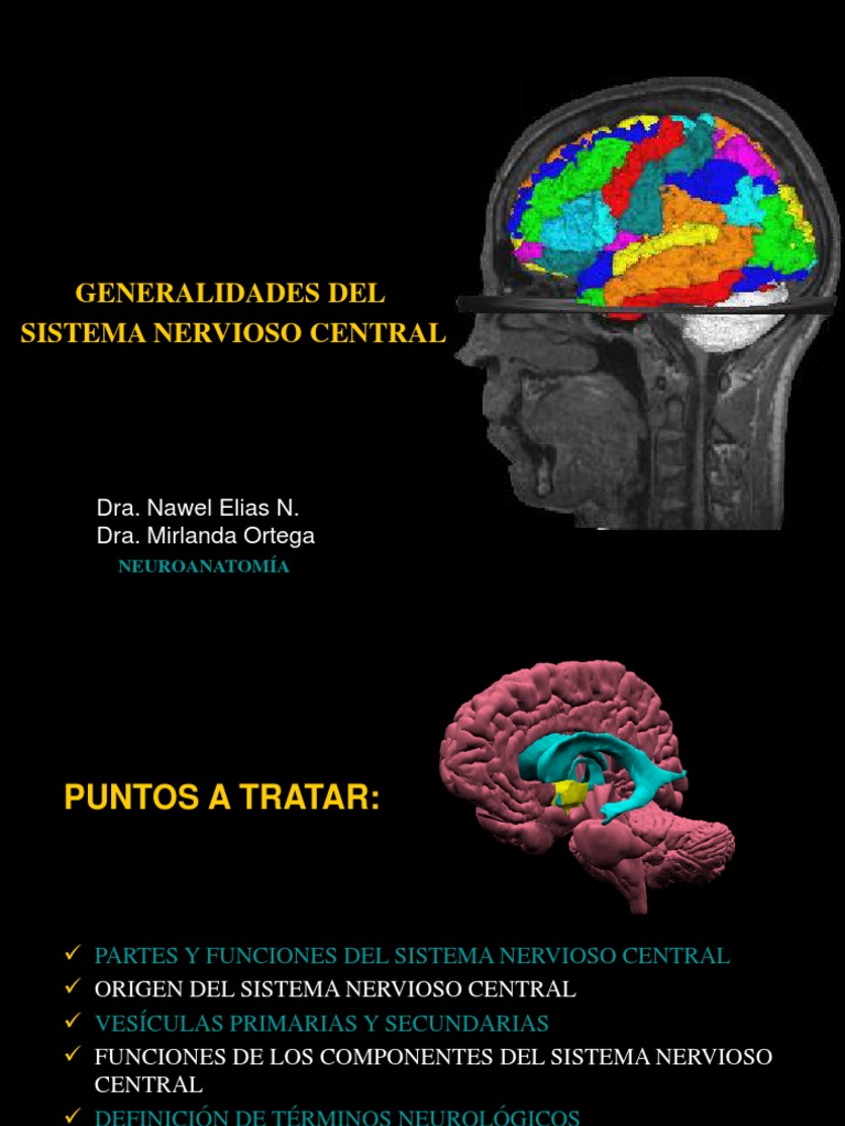 Generalidades Del Snc | Sistema nervioso central | Cerebro