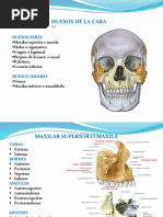 Anatomía de la región superciliar | PDF | Anatomía humana | Cabeza y ...