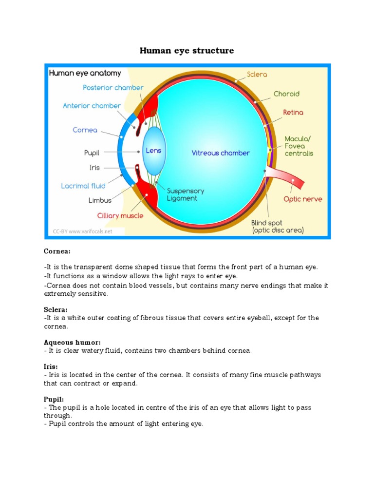 Human Eye Notes | PDF