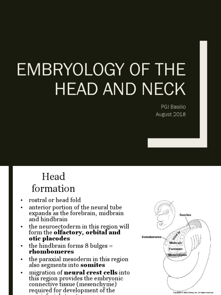 Embryology of The Head and Neck: PGI Basilio August 2018 | PDF | Human ...